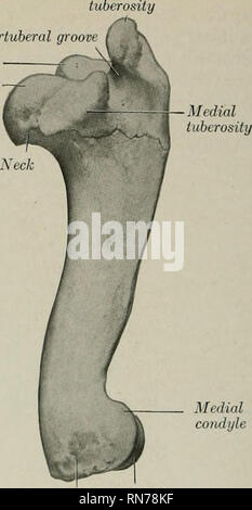 . The anatomy of the domestic animals. Veterinary anatomy. 186 SKELETON ...
