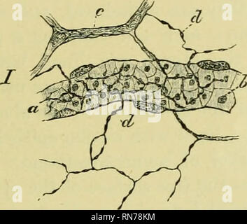 . The anatomy of the frog. Frogs -- Anatomy; Amphibians -- Anatomy. THE ...