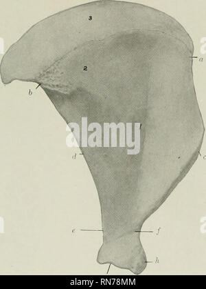 . The anatomy of the domestic animals. Veterinary anatomy. Tuber eoxii ...