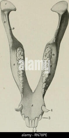 . The anatomy of the domestic animals . Veterinary anatomy. 172 ...