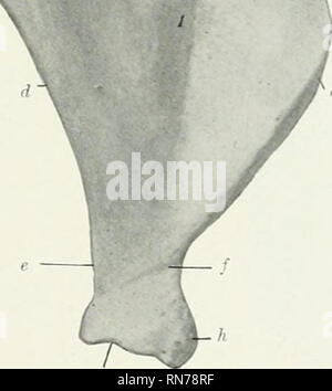 . The anatomy of the domestic animals . Veterinary anatomy. Tuber ...