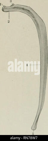 . The anatomy of the domestic animals . Veterinary anatomy. 166 ...