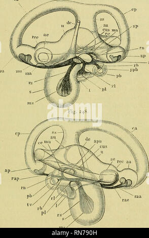 . The anatomy of the frog. Frogs -- Anatomy; Amphibians -- Anatomy. THE ...