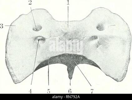 . The anatomy of the domestic animals . Veterinary anatomy. 166 ...