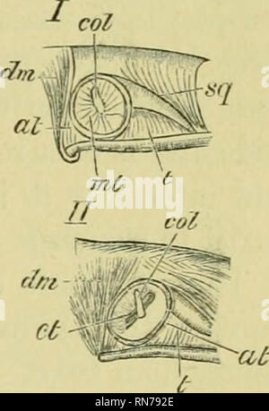 . The anatomy of the frog. Frogs -- Anatomy; Amphibians -- Anatomy. THE ...