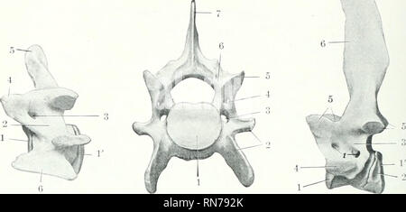 . The anatomy of the domestic animals. Veterinary anatomy. 162 SKELETON ...