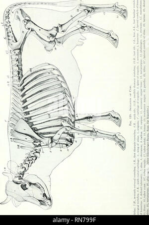 . The anatomy of the domestic animals. Veterinary anatomy. SKELETON OF ...