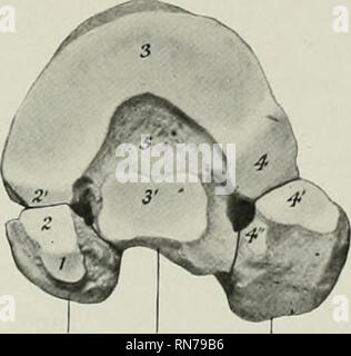 . The anatomy of the domestic animals. Veterinary anatomy. 76 THE ...