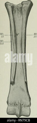 . The anatomy of the domestic animals. Veterinary anatomy. THE ...