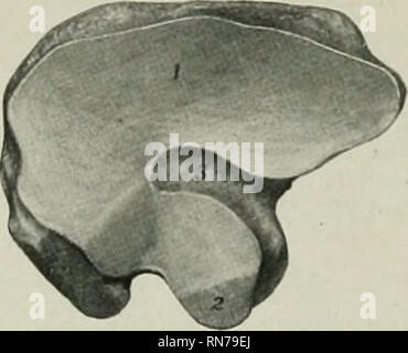 . The anatomy of the domestic animals . Veterinary anatomy. 108 THE ...