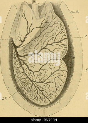 . The anatomy of Lottia gigantea Gray. Acmaeidae; Lottia gigantea Gray ...