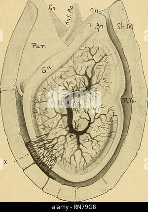 . The anatomy of Lottia gigantea Gray. Acmaeidae; Lottia gigantea Gray ...