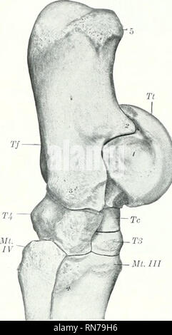 Tibia bone horse skeleton anatomy for medical concept 3D Rendering ...