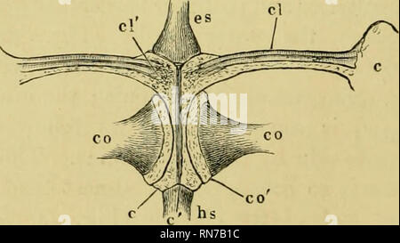 . The anatomy of the frog. Frogs -- Anatomy; Amphibians -- Anatomy ...