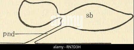 . Anatomischer Anzeiger. Anatomy, Comparative; Anatomy, Comparative ...