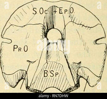 . Anatomischer Anzeiger. Anatomy, Comparative; Anatomy, Comparative. oV ...