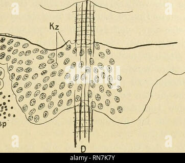 . Anatomischer Anzeiger. Anatomy, Comparative; Anatomy, Comparative. oV ...