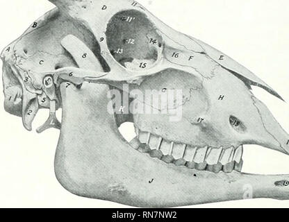 . The anatomy of the domestic animals. Veterinary anatomy. 158 SKELETON ...