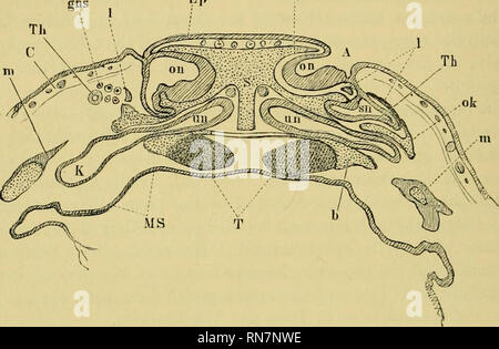 The anatomy of the frog (Page 239, Fig. 157 Stock Photo - Alamy