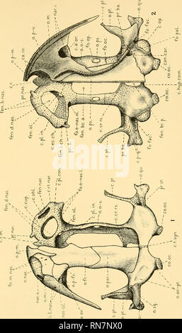 . The anatomy of the salamander. Salamanders; Salamanders. PLATE V ...
