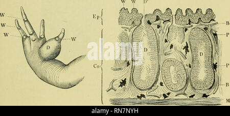 . The anatomy of the frog. Frogs -- Anatomy; Amphibians -- Anatomy. 234 ...