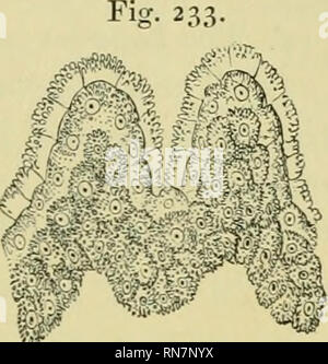 . The anatomy of the frog. Frogs -- Anatomy; Amphibians -- Anatomy. 234 ...