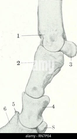 . The anatomy of the domestic animals. Veterinary anatomy. 150 SKELETON ...