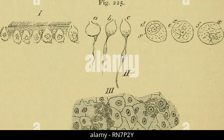 . The anatomy of the frog. Frogs -- Anatomy; Amphibians -- Anatomy. b ...