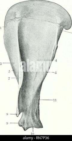. The anatomy of the domestic animals . Veterinary anatomy. 146 ...