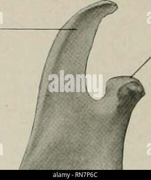 . The anatomy of the domestic animals . Veterinary anatomy. 140 ...