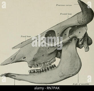 . The anatomy of the domestic animals. Veterinary anatomy. 132 SKELETON ...