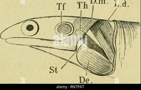 . The anatomy of the frog. Frogs -- Anatomy; Amphibians -- Anatomy. THE ...