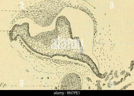 . Anatomischer Anzeiger. Anatomy, Comparative; Anatomy, Comparative ...