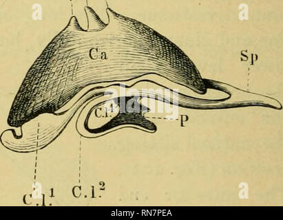 Larynx cartilage seen from the front. Illustration of the 19th century ...