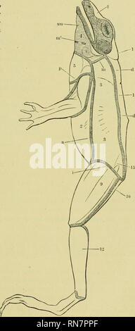 . The anatomy of the frog. Frogs -- Anatomy; Amphibians -- Anatomy. THE ...