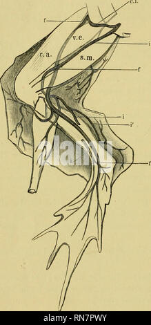 . The anatomy of the frog. Frogs -- Anatomy; Amphibians -- Anatomy. THE ...