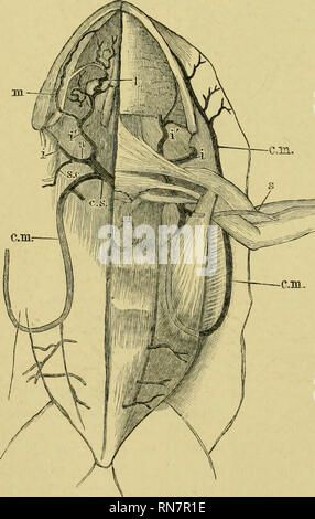 . The anatomy of the frog. Frogs -- Anatomy; Amphibians -- Anatomy. THE ...