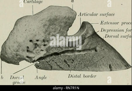 . The anatomy of the domestic animals . Veterinary anatomy. 50 THE ...