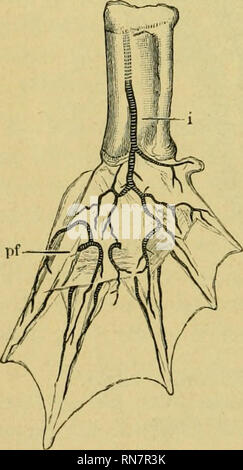 . The anatomy of the frog. Frogs -- Anatomy; Amphibians -- Anatomy ...