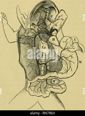 . The anatomy of the frog. Frogs -- Anatomy; Amphibians -- Anatomy ...