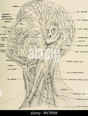 Human neck anatomy. Digitally enhanced 3D computed tomography (CT) scan ...