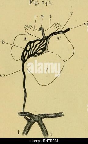 . The anatomy of the frog. Frogs -- Anatomy; Amphibians -- Anatomy. The ...