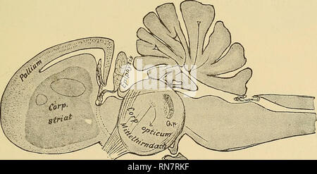 Avian Brain Anatomy