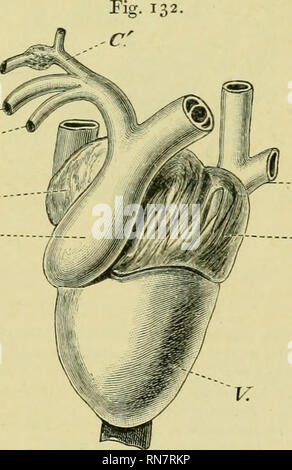 . The anatomy of the frog. Frogs -- Anatomy; Amphibians -- Anatomy. The ...