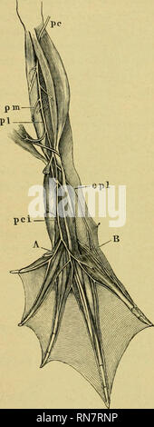 . The anatomy of the frog. Frogs -- Anatomy; Amphibians -- Anatomy. The ...