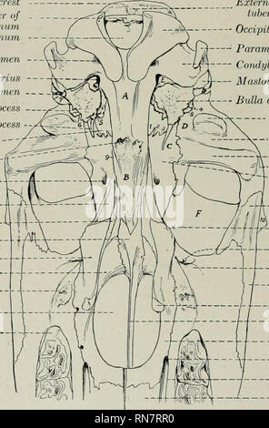 . The anatomy of the domestic animals. Veterinary anatomy. 76 THE ...