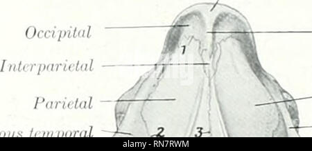 . The anatomy of the domestic animals . Veterinary anatomy. 74 THE ...