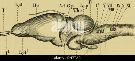 . The anatomy of the frog. Frogs -- Anatomy; Amphibians -- Anatomy. THE ...