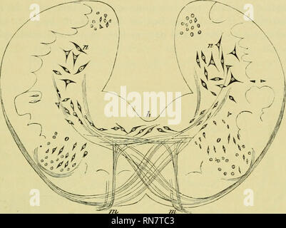 . The anatomy of the frog. Frogs -- Anatomy; Amphibians -- Anatomy. THE ...