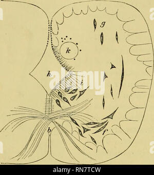 . The anatomy of the frog. Frogs -- Anatomy; Amphibians -- Anatomy ...